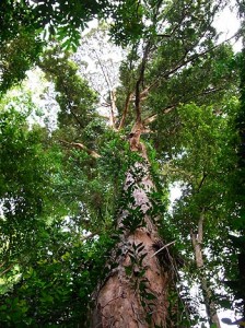 Dipterocarp trees - Rainforest Journal