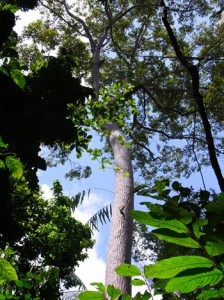 Dipterocarp trees - Rainforest Journal