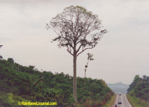 The Tualang tree or Koompassia excelsa - Rainforest Journal
