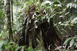 Everything About Wood: Chengal (Neobalanocarpus Heimii)