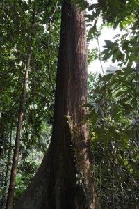 Everything About Wood: 02/02/18