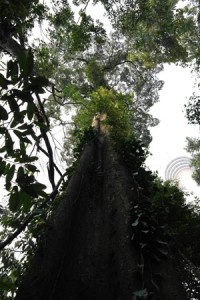 pulai-kl-tower - Rainforest Journal